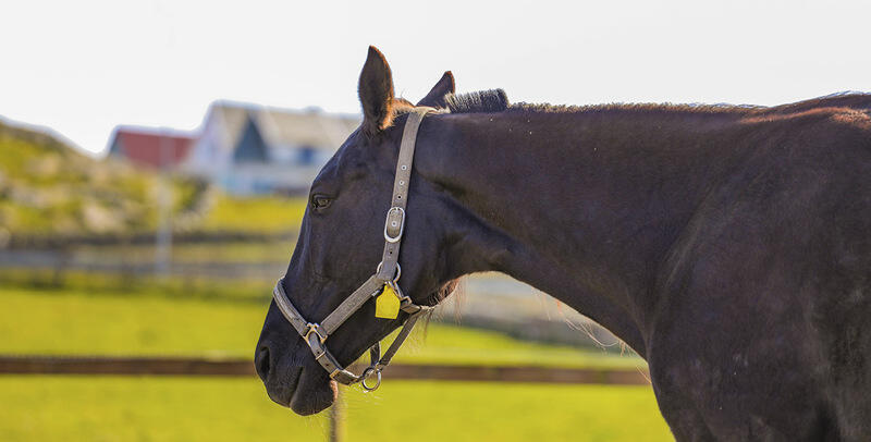 Næringsstoffer | BondeKompaniet